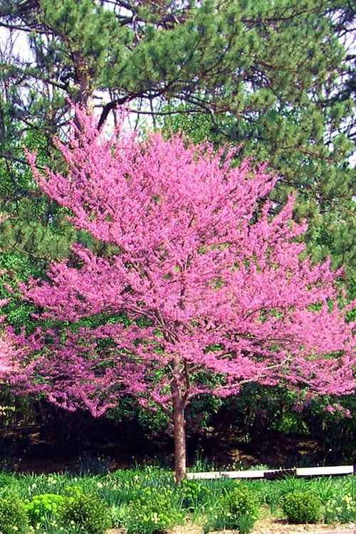 Classic Style Carolina Sweetheart Eastern Redbud Tree - 3 Gallon Pot ...